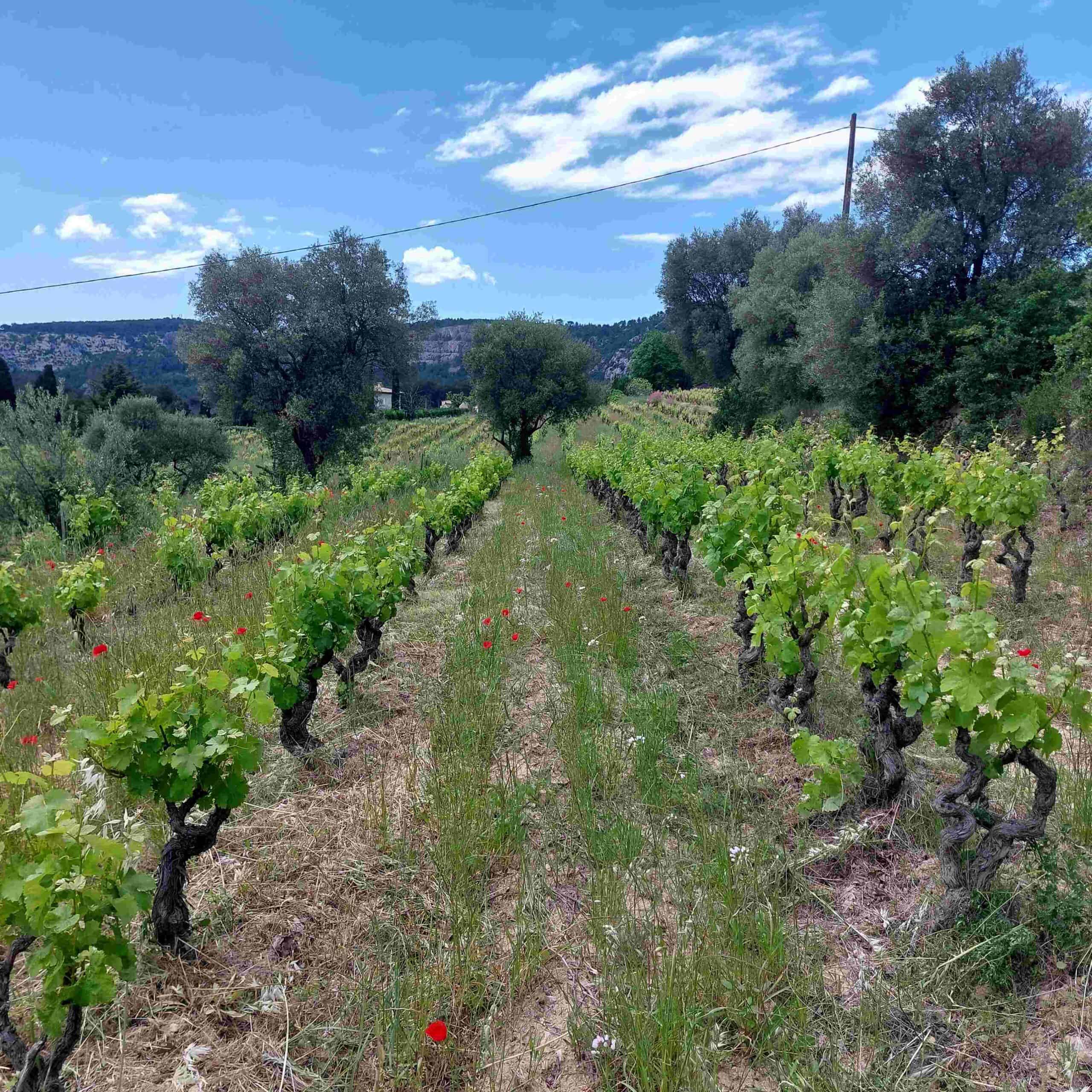 Château SAINTE-ANNE - Veritas Wines